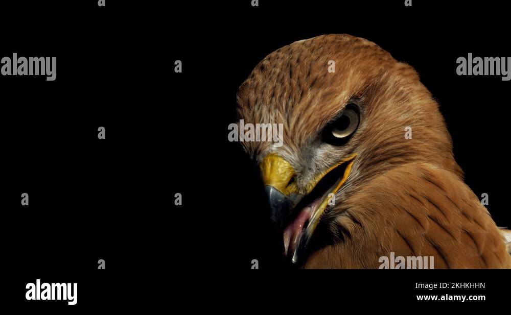 Hawk with open beak and its tongue out is sitting and looking around ...