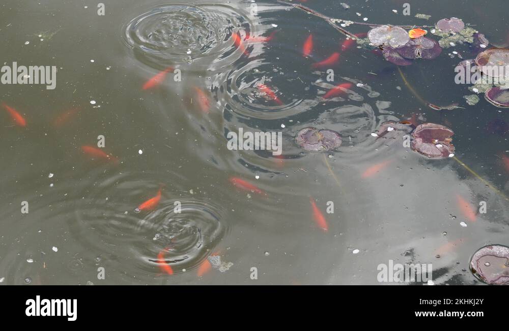 Koi pond japanese friendship garden Stock Videos & Footage - HD and 4K ...