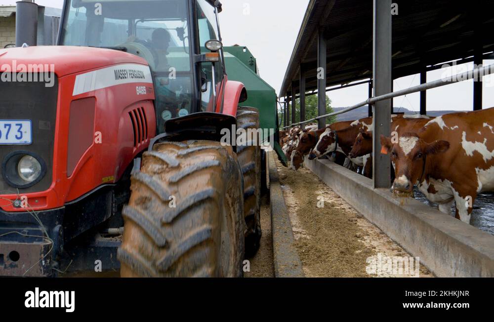 Close-up view of a tractor dropping food into a food trough for ...