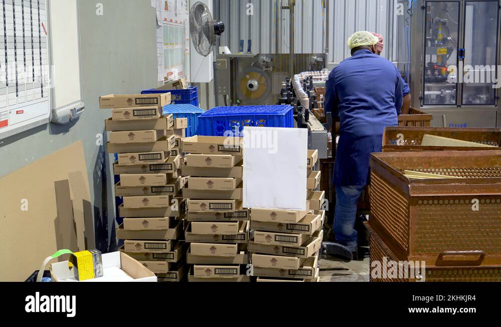 Factory workers packing dairy products in the packing section of a ...