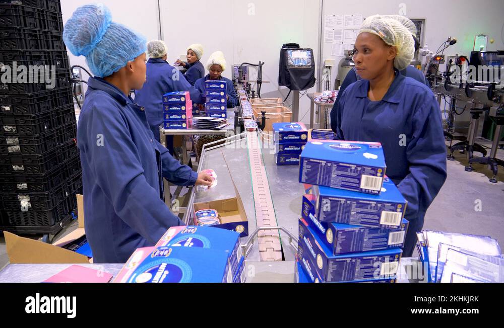 Factory workers pack plastic plastic tubs of yoghurt on a production ...
