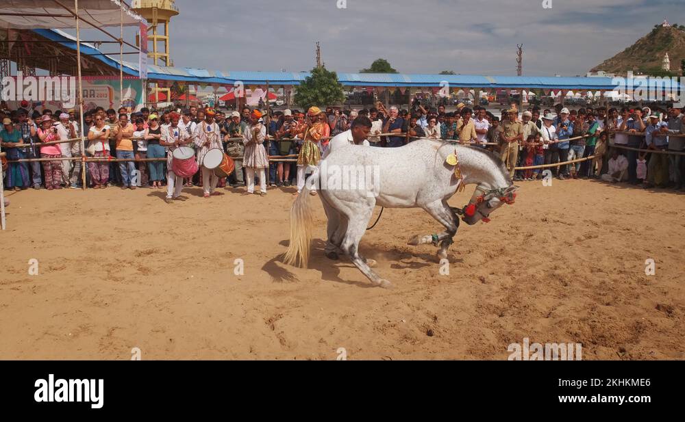 Horse dance Stock Videos & Footage - HD and 4K Video Clips - Alamy