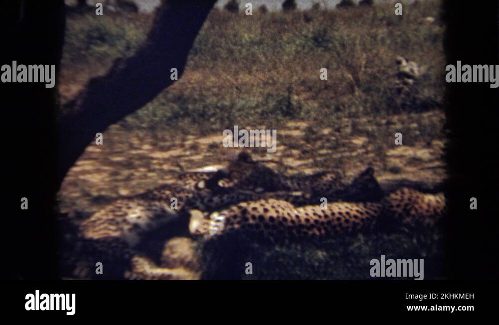 Cheetahs at tree Stock Videos & Footage - HD and 4K Video Clips - Alamy