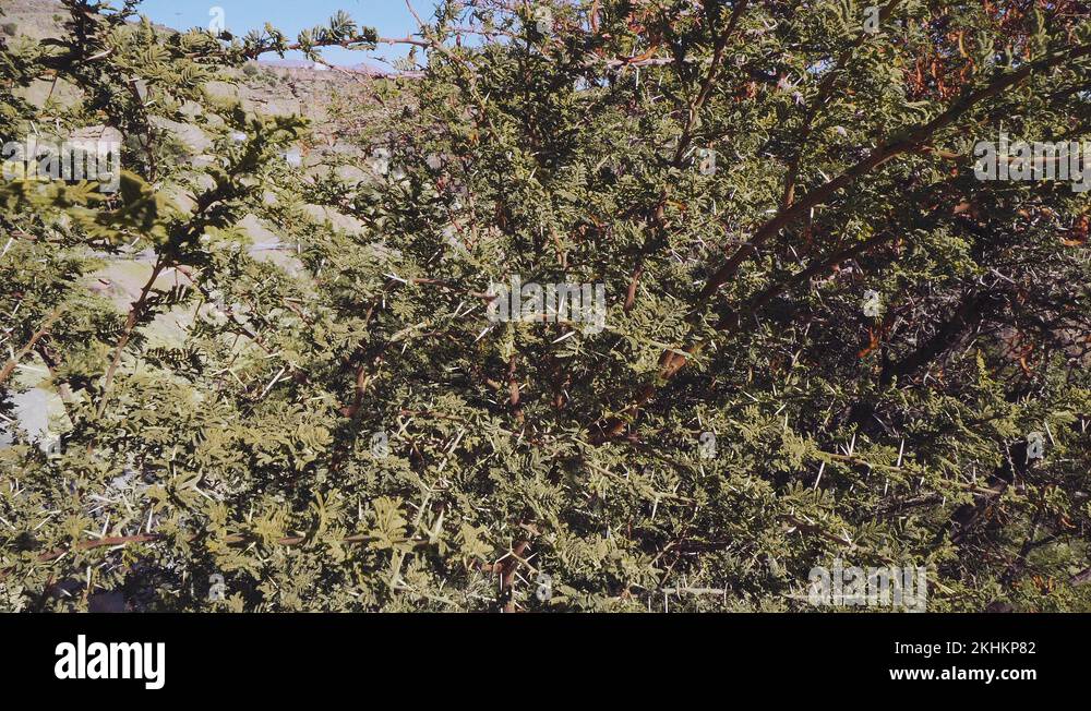 Salam Tree (Acacia ehrenbergiana) Growing in Old Mountainous Village ...