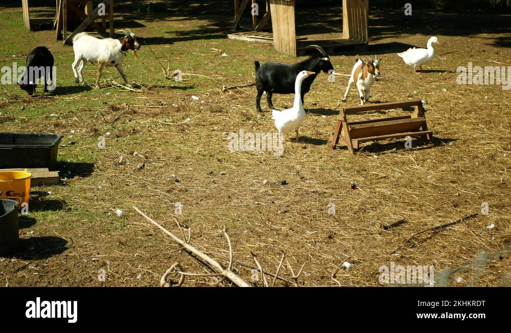 Boer farm Stock Videos & Footage - HD and 4K Video Clips - Alamy