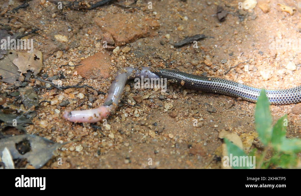 Snakes sri lanka Stock Videos & Footage - HD and 4K Video Clips - Alamy