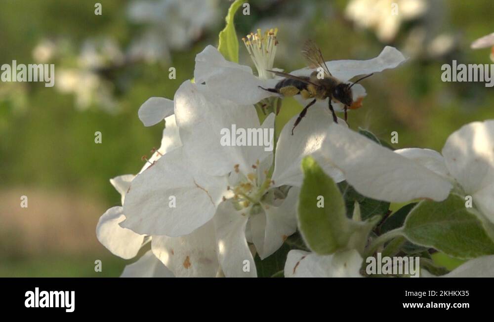 Apple tree pollination Stock Videos & Footage - HD and 4K Video Clips ...