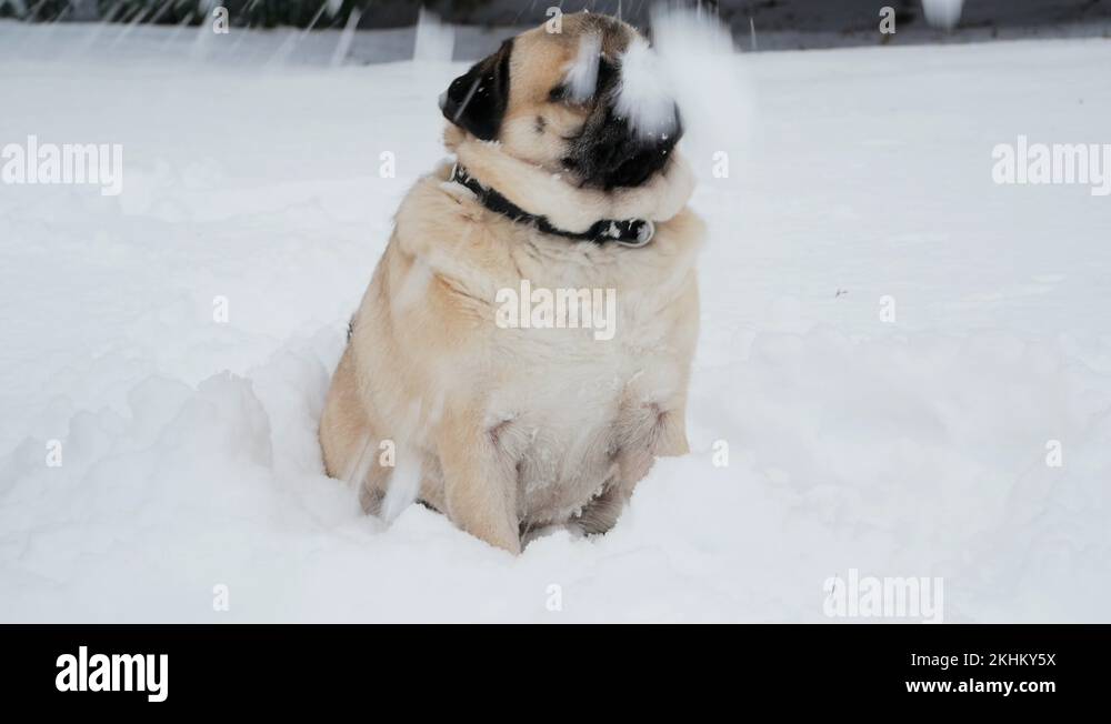 Snow falling at a dog's wrinkled funny muzzle, pug dog looks surprised ...