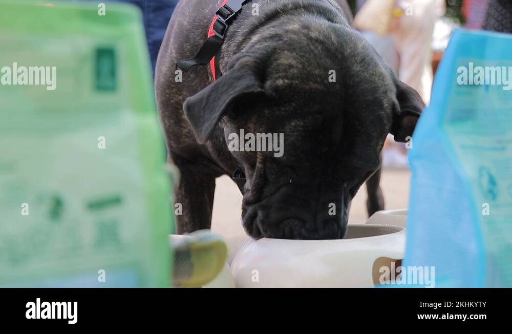 Cane corso food Stock Videos & Footage - HD and 4K Video Clips - Alamy