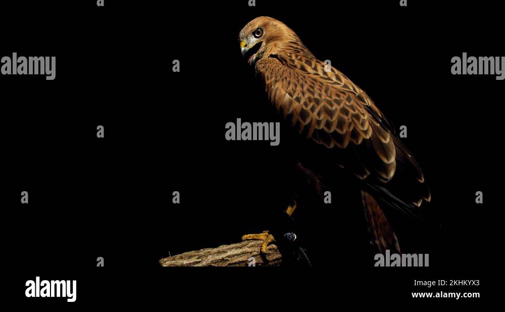 Predatory wildlife Stock Videos & Footage - HD and 4K Video Clips - Alamy