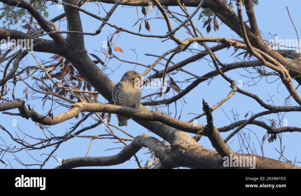 Tropical owl species Stock Videos & Footage - HD and 4K Video Clips - Alamy