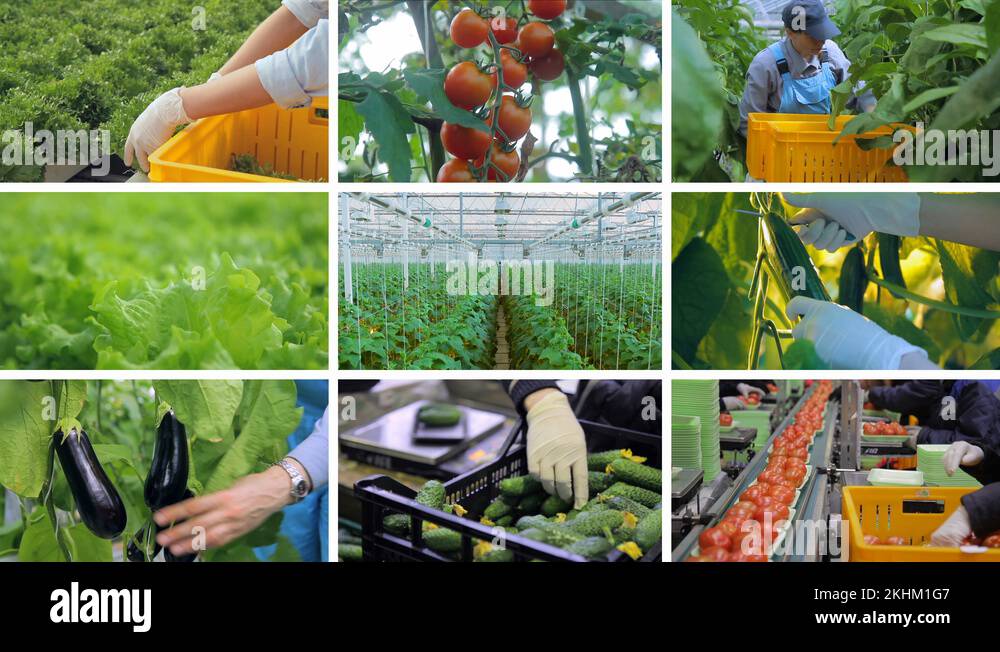 Collage of people employees harvesting in hydroponic greenhouse and ...