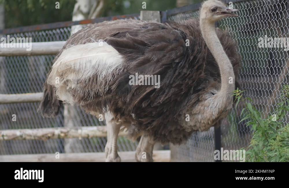 North african ostrich Stock Videos & Footage - HD and 4K Video Clips ...
