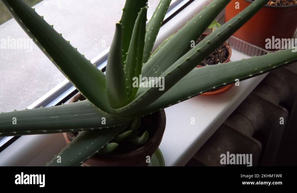 The type of medical plants that can grow in the flower pot Stock Video ...