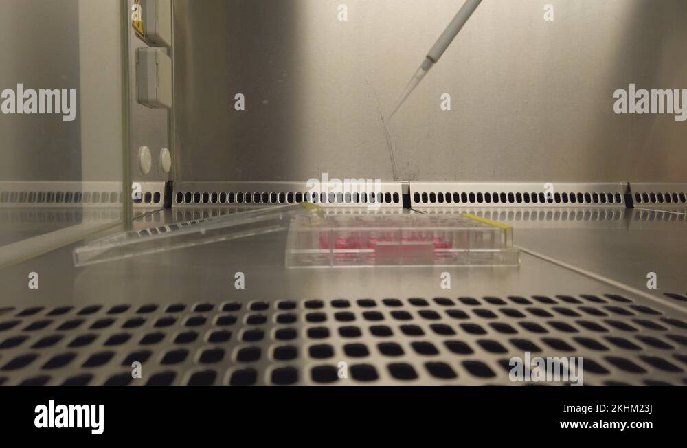 Pipetting medium from virus cell culture under sterile bench Stock ...