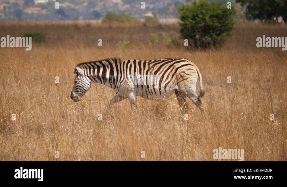 Female zebra Stock Videos & Footage - HD and 4K Video Clips - Alamy