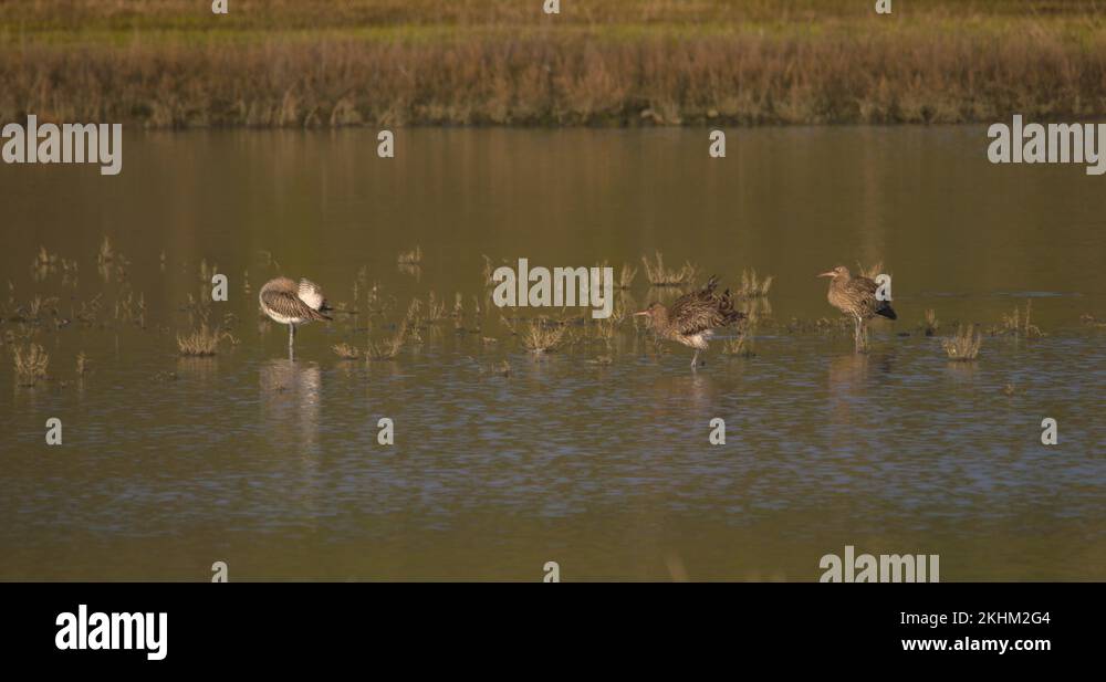Breeding wetland birds Stock Videos & Footage - HD and 4K Video Clips ...