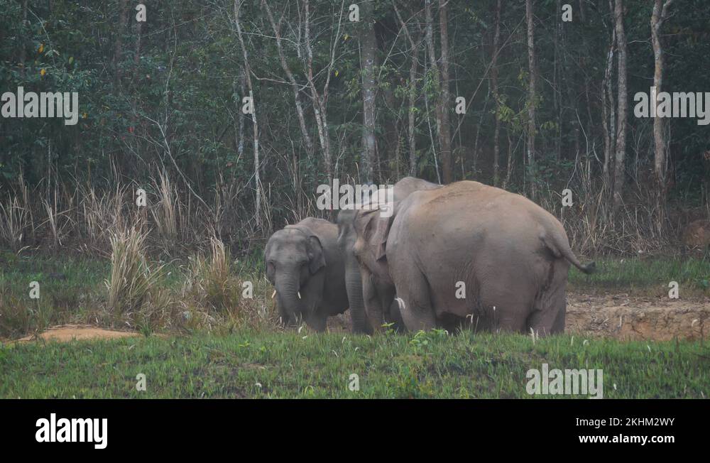 Close up of Elephant herd, Family of Asian elephants eat salt soil ...