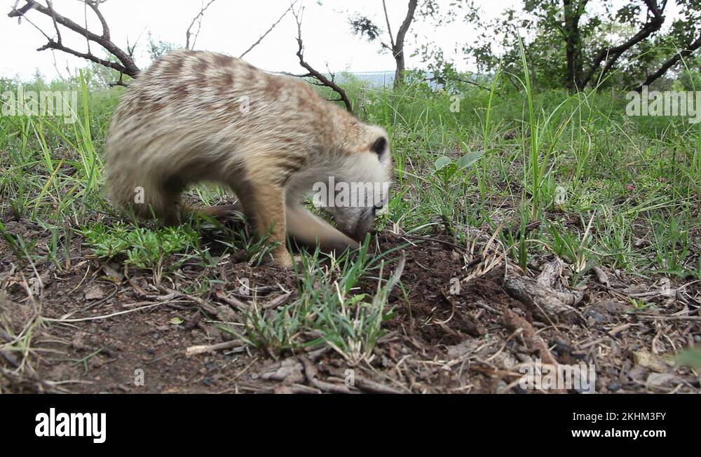 Meerkat in the wild Stock Videos & Footage - HD and 4K Video Clips - Alamy