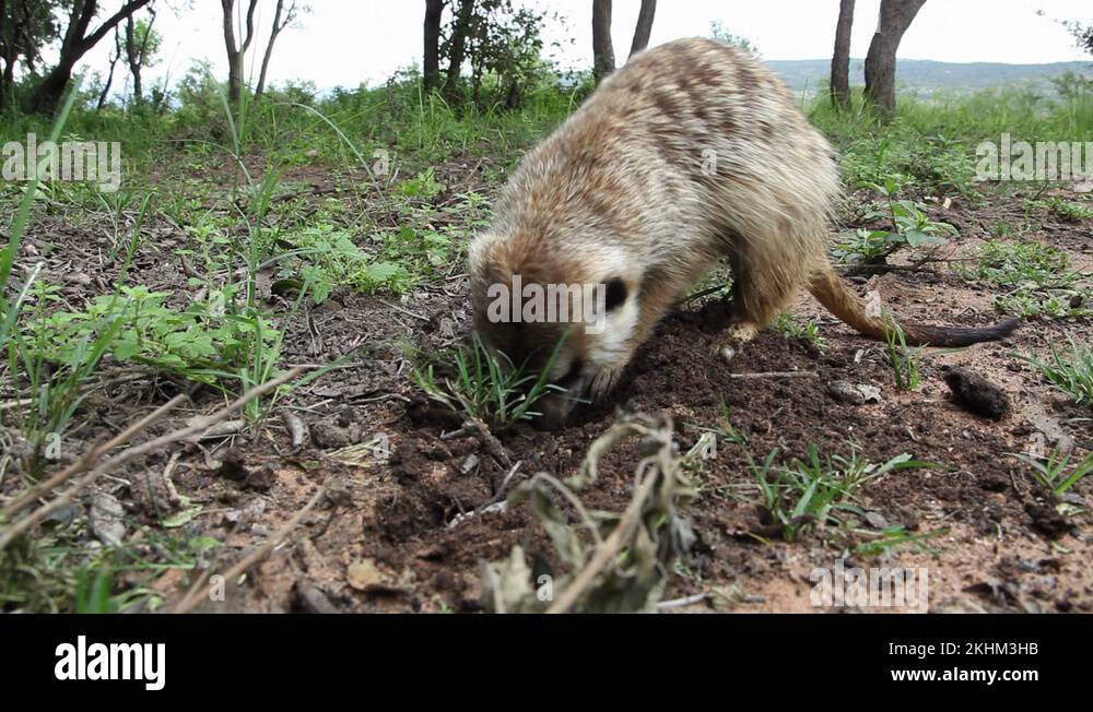 Meerkat insect Stock Videos & Footage - HD and 4K Video Clips - Alamy