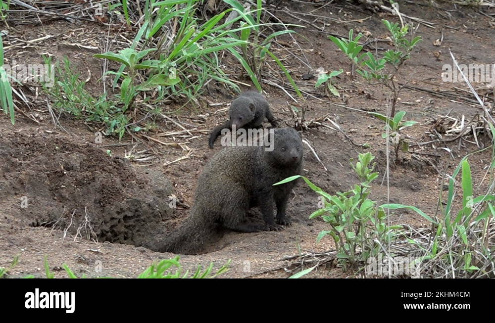 Mongoose habitat Stock Videos & Footage - HD and 4K Video Clips - Alamy