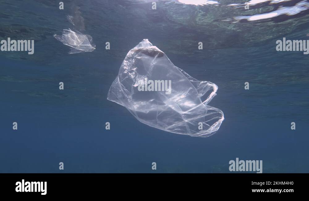 Plastic pollution, Pufferfish died hitting trapped in plastic bag Stock ...