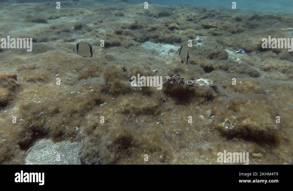 School of sea bream fish feeds on a rocky bottom covered with algae ...