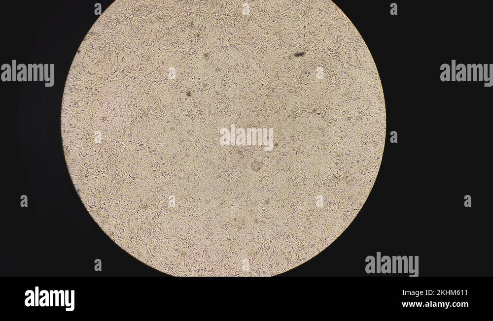 Looking at cells through microscope Stock Video Footage - Alamy