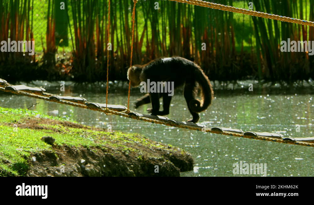 Spider Monkey walking on a wood bridge above a lake. black monkey ...