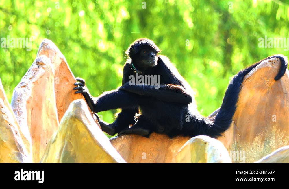 Spider Monkey Relaxing and sunbathing in a temple. Black monkey taking ...