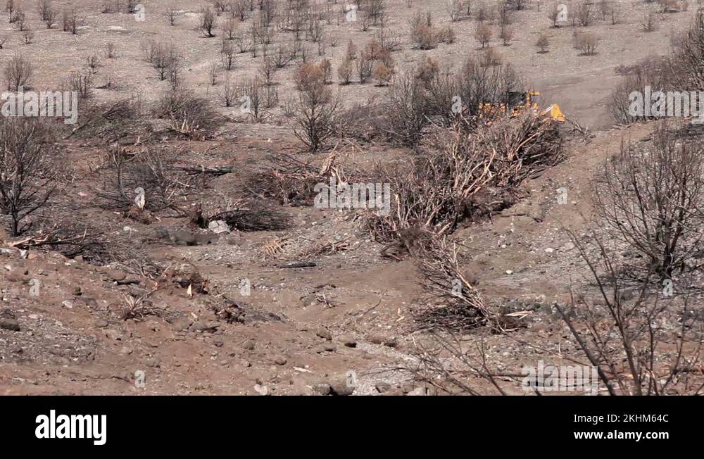 Dead burned trees Stock Videos & Footage - HD and 4K Video Clips - Alamy