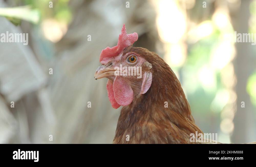 Female chicken Stock Videos & Footage - HD and 4K Video Clips - Alamy