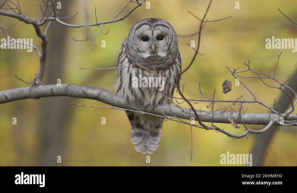 Barred owls strix varia Stock Videos & Footage - HD and 4K Video Clips - Alamy