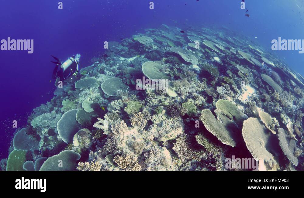 soft and hard coral scenery underwater sun beams and rays scuba divers to see Stock Video ...