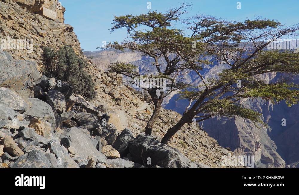 Aka tree of life Stock Videos & Footage - HD and 4K Video Clips - Alamy