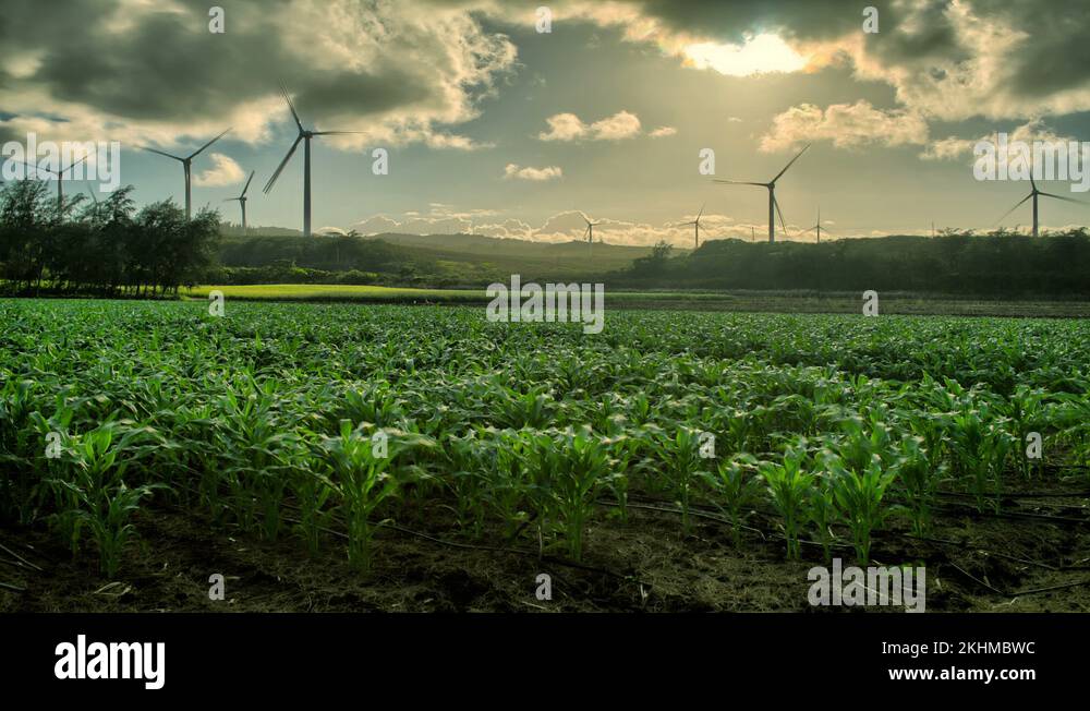 Renewable energy crops Stock Videos & Footage - HD and 4K Video Clips ...