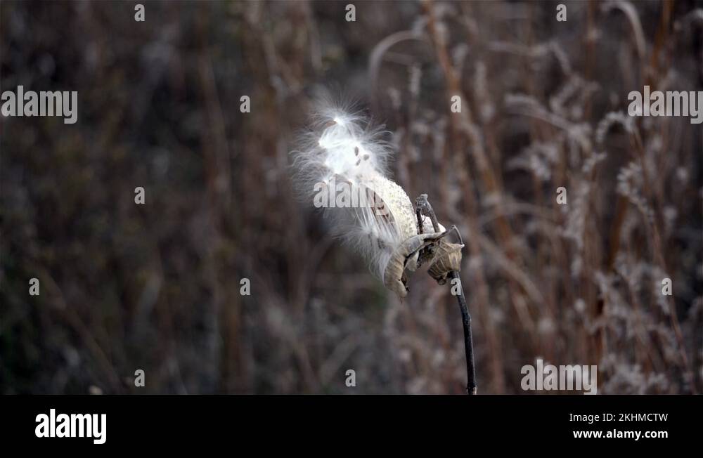Seed burst Stock Videos & Footage - HD and 4K Video Clips - Alamy