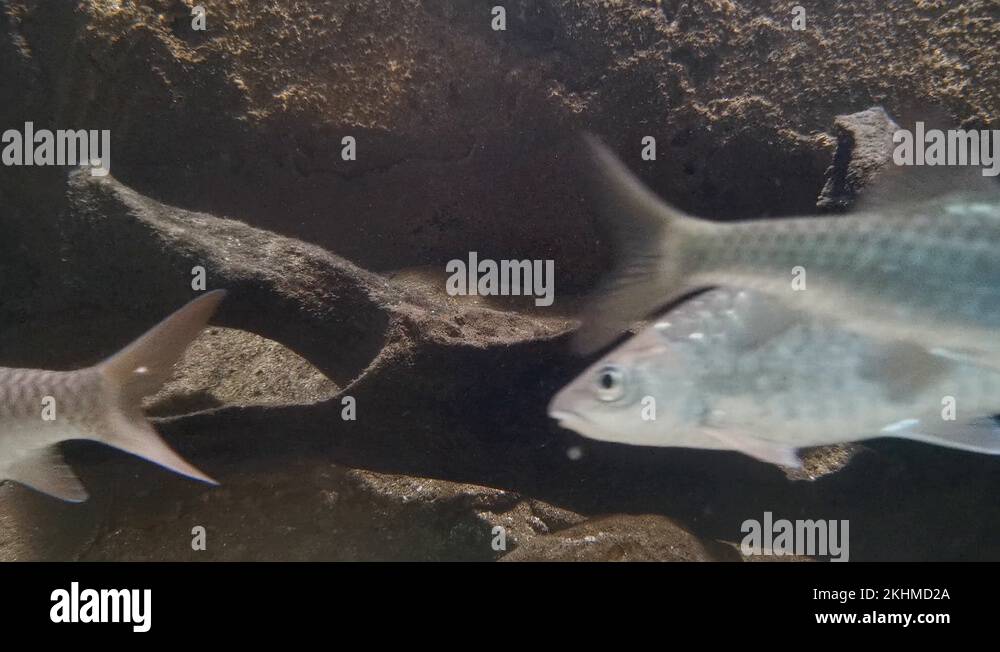 Mahseer fish Stock Videos & Footage - HD and 4K Video Clips - Alamy