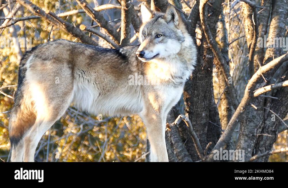 Turningaround Stock Videos & Footage - HD and 4K Video Clips - Alamy