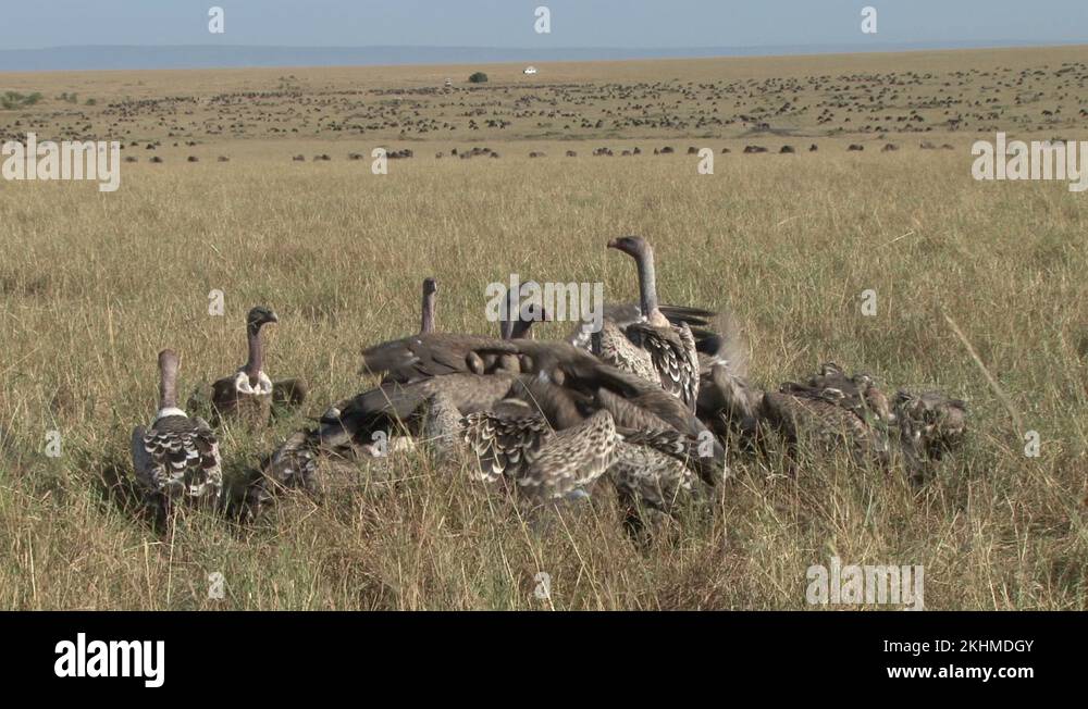 Hoofed herbivores Stock Videos & Footage - HD and 4K Video Clips - Alamy