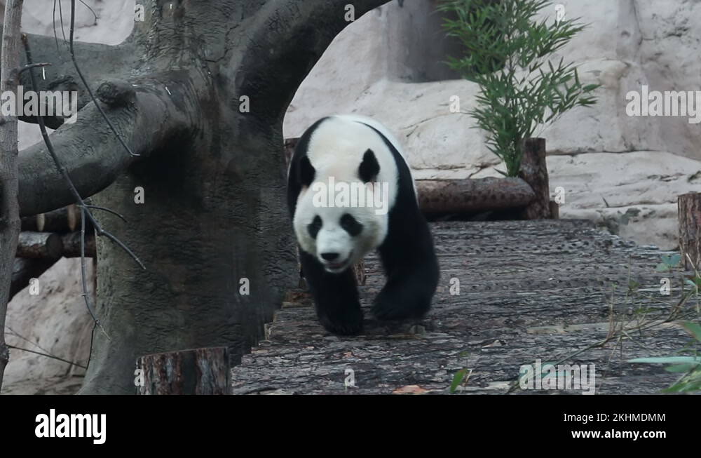 Panda camera Stock Videos & Footage - HD and 4K Video Clips - Alamy