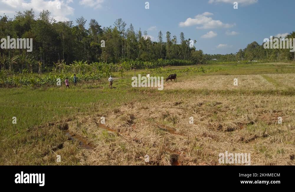 Rural scene in kerala Stock Videos & Footage - HD and 4K Video Clips ...