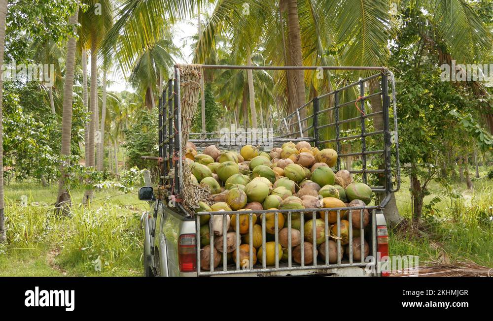 Coconut farm with nuts ready for oil and pulp production. Large piles ...
