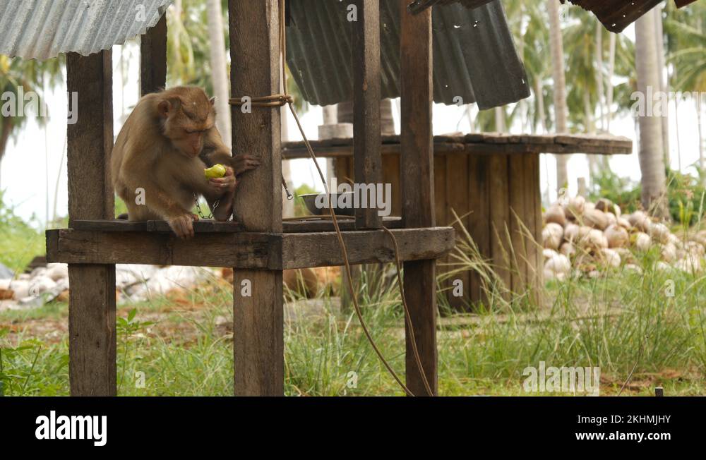 Cute monkey worker rest from coconut harvest collecting. The use of ...