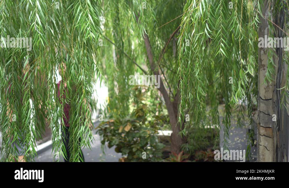 Two weeping willow trees Stock Videos & Footage - HD and 4K Video Clips ...