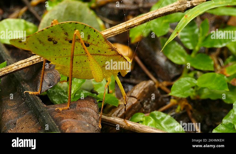 Insect disguise Stock Videos & Footage - HD and 4K Video Clips - Alamy