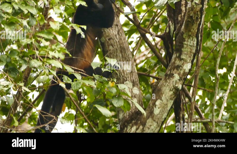 Howler monkey tree Stock Videos & Footage - HD and 4K Video Clips - Alamy