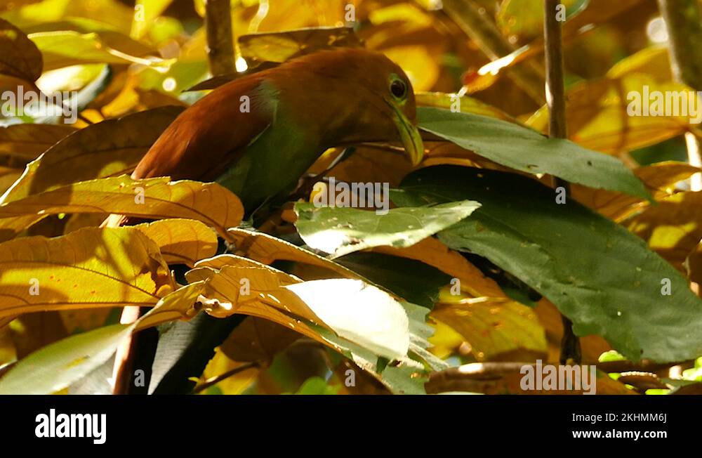 Bird feed on insects Stock Videos & Footage - HD and 4K Video Clips - Alamy