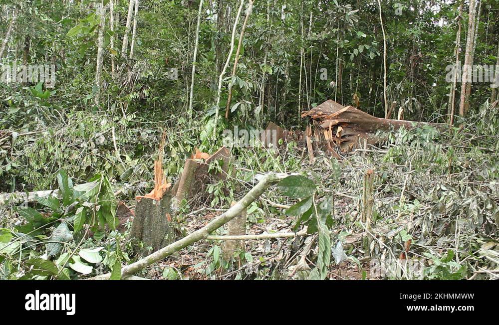 Rainforest agriculture Stock Videos & Footage - HD and 4K Video Clips ...