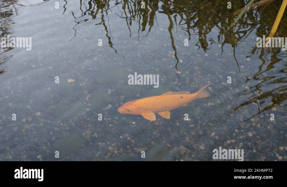 Orange carp Stock Videos & Footage - HD and 4K Video Clips - Alamy